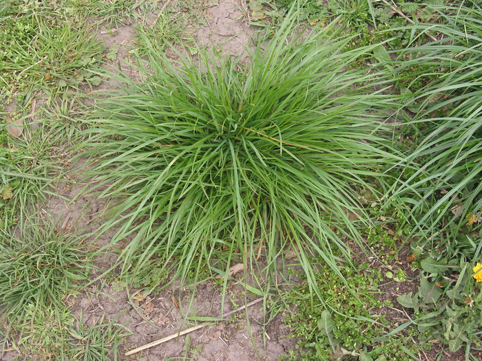 Perennial ryegrass (Lolium perenne L.) - Genetic Resources