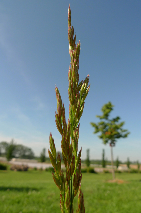 Tall fescue (Festuca arundinacea Schreb.) - Genetic Resources